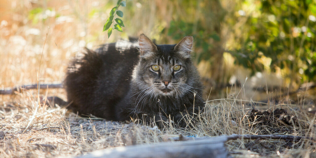 ELIMINATE BLOCKS THAT PREVENT CITIZENS FROM HELPING WITH SHELTER ...
